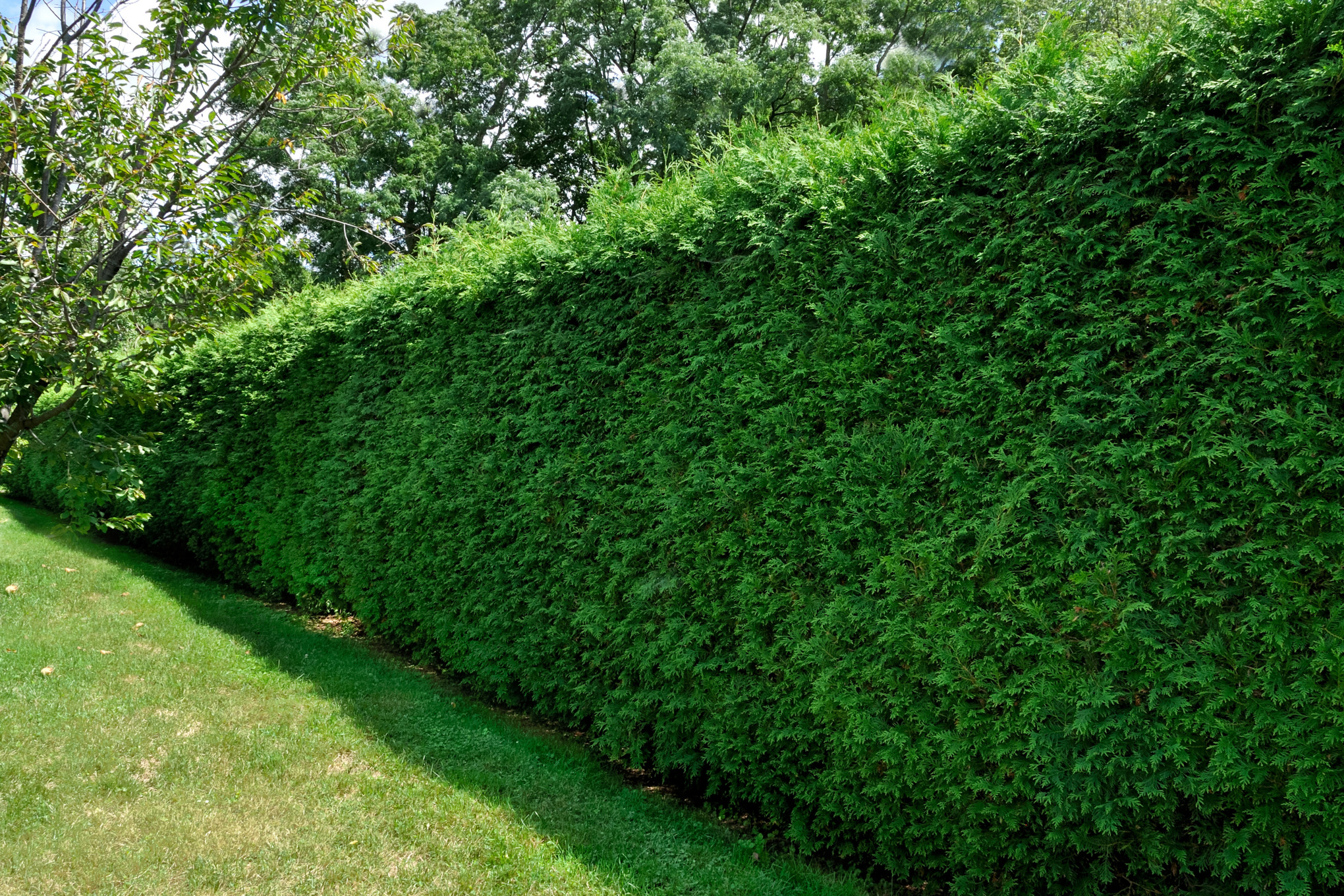 Tailler des ifs correctement : quand et comment ? | STIHL